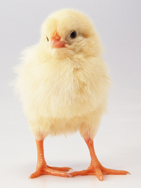 Recensione del libro "Alimentazione Naturale di Valdo Vaccaro